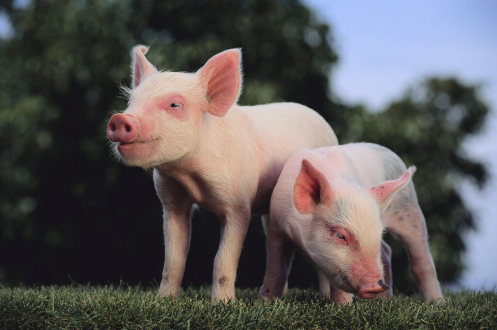 Three Little Pigs: Not Just A Children’s Story | HR C-Suite - Connect ...